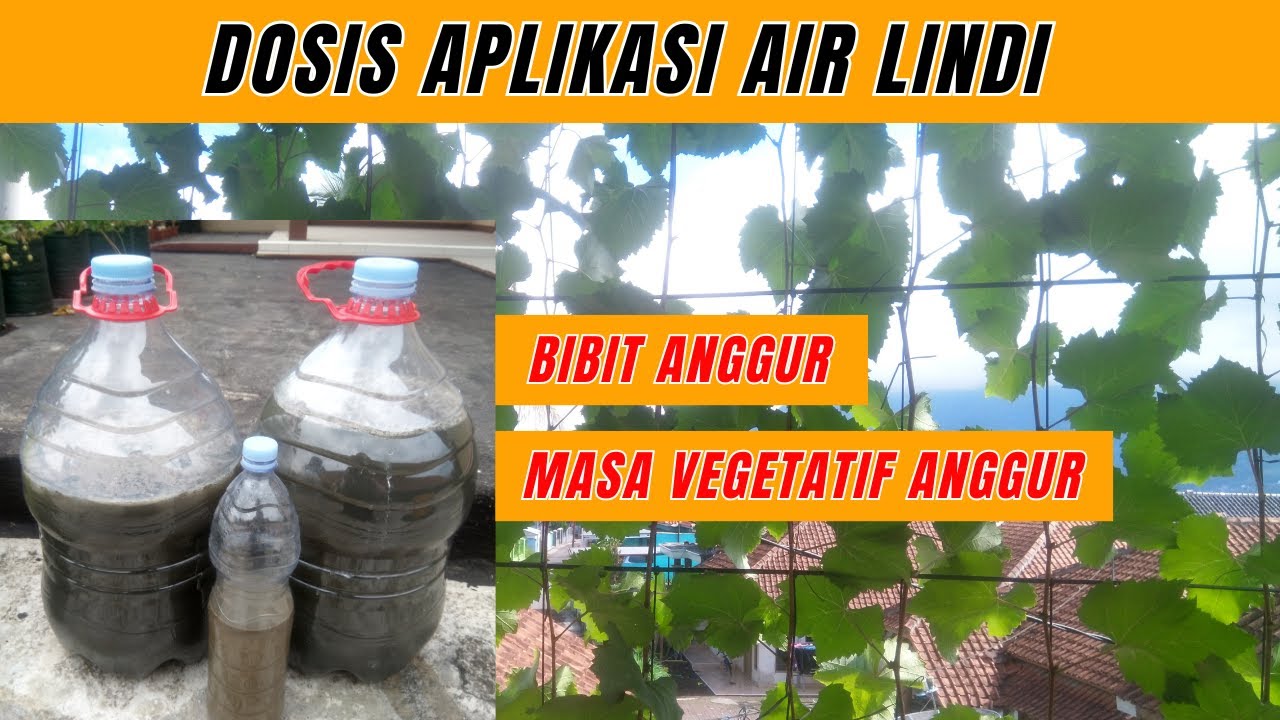 Dosis dan Cara Aplikasi Pupuk Organik Air Lindi Untuk Anggur || Bibit ...