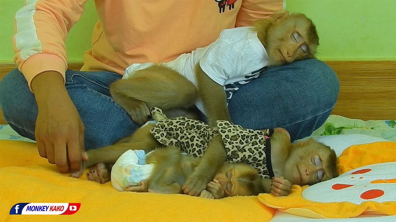 Kako Family | Cuties Luna Hugging Baby Monkey While Kako Sweet Dream On ...