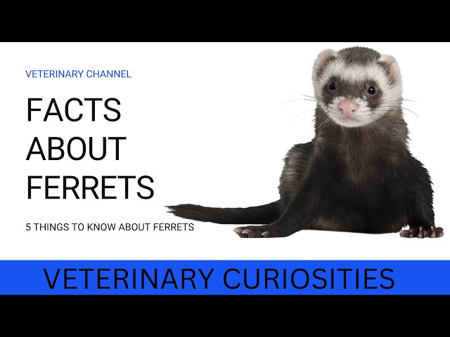 Information About Ferrets