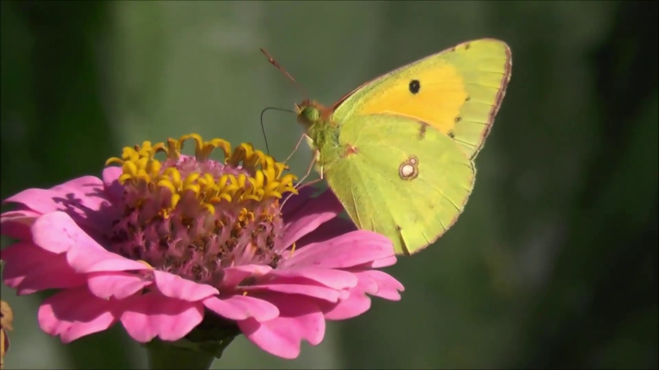 The Beautiful Butterfly and Cocoon By Professional Photography #Part2 ...