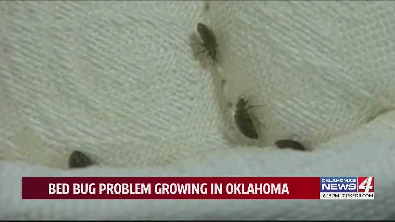 Bed bug problem growing in Oklahoma - YouTube
