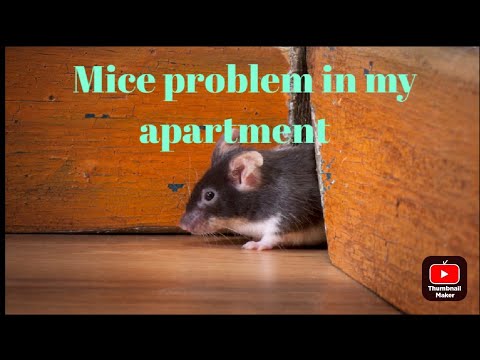 Mice problem in our bronx apartment - YouTube