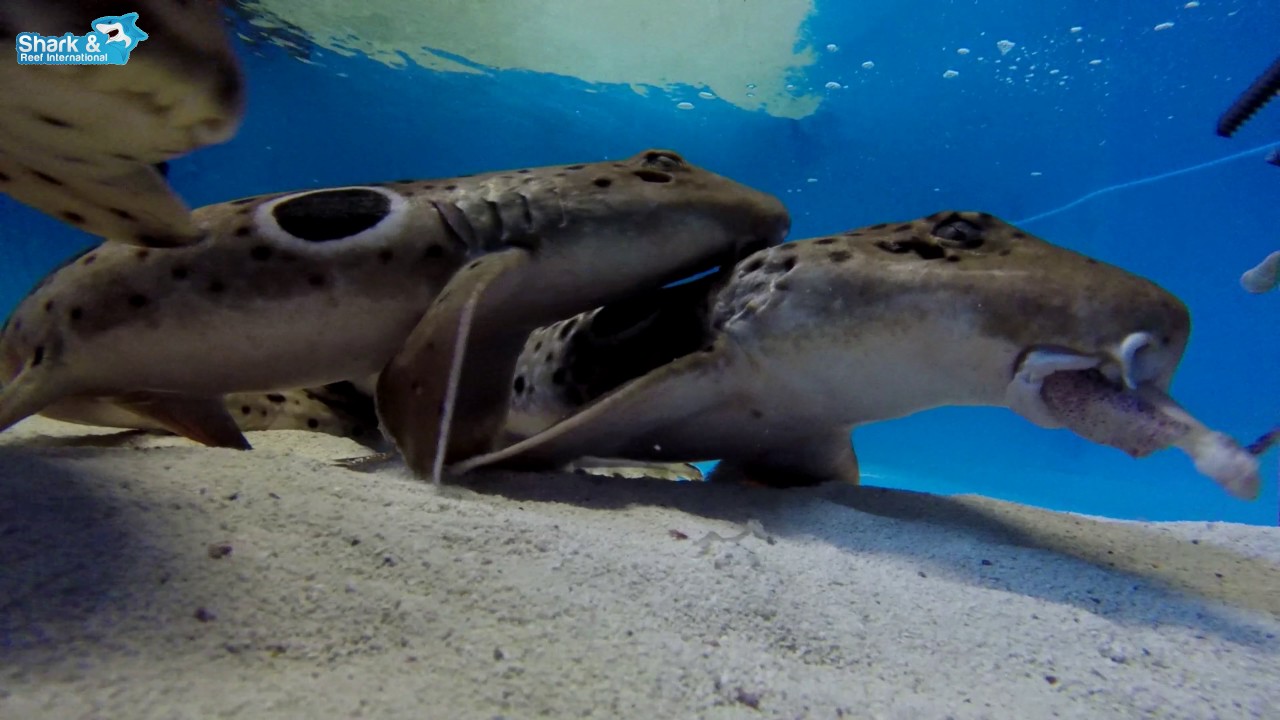 Epaulette Shark Pet
