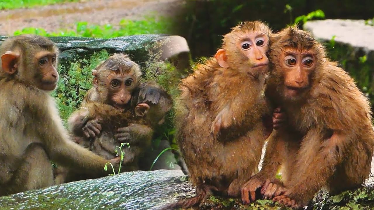 Pitiful! Two abandoned monkeys, very hungry and cold, while heavy rain ...