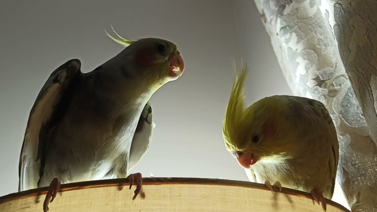 Cockatiels singing and dancing - YouTube