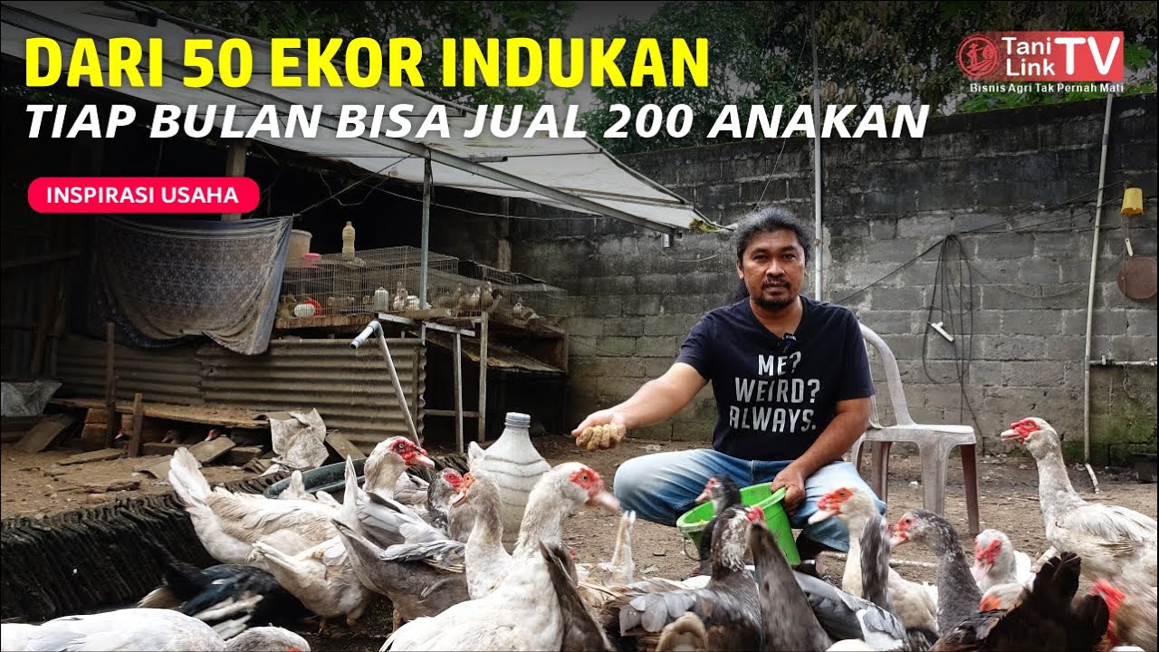 Ternak Entok Rambon Skala Rumahan. Kebutuhan Pakan & Perawatan Supaya ...