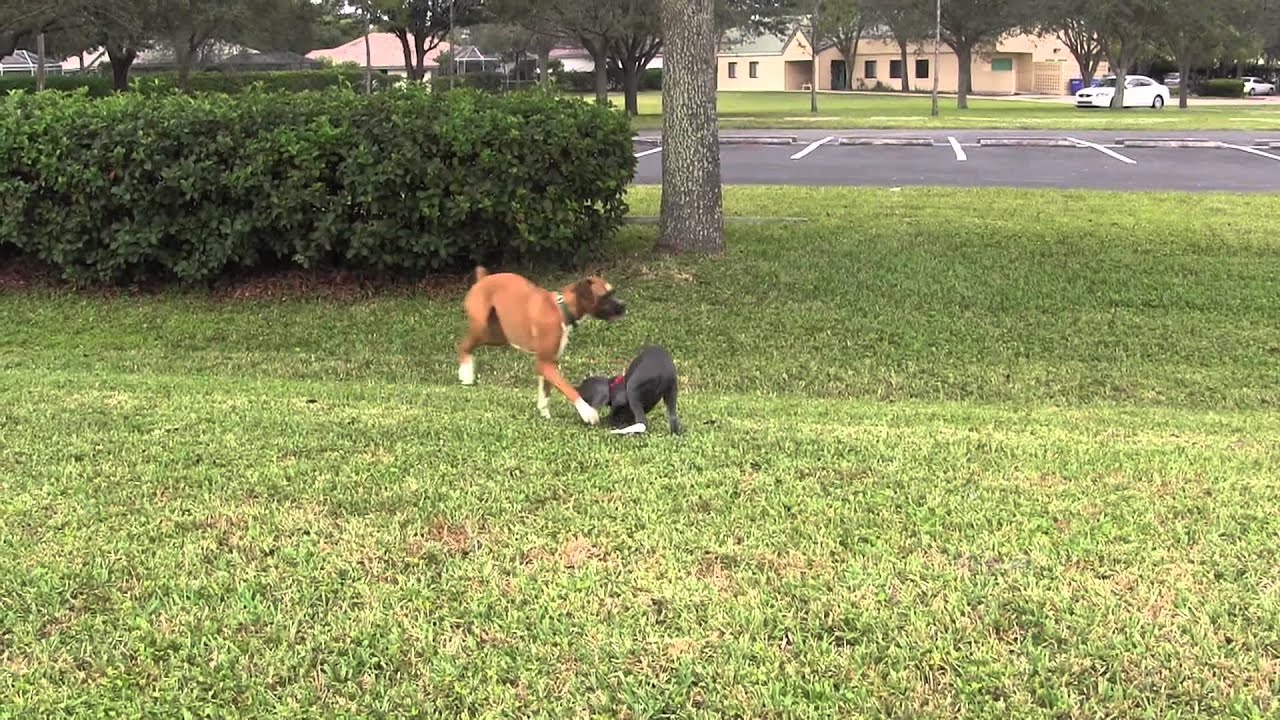 BOXER meets Weimaraner - YouTube
