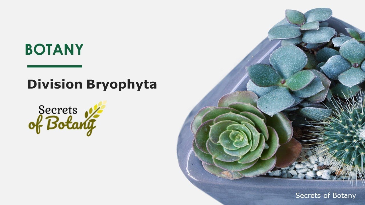 Division Bryophyta | Bryophytes; Kingdom Plantae | Secrets of Botany ...