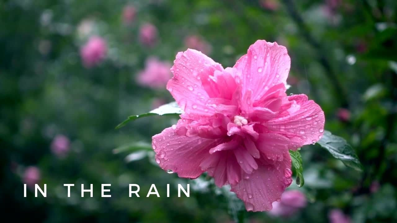Jennifer Jess - In the Rain (Official Lyric Video) - YouTube