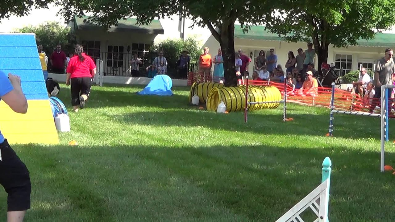 Dog Gone Fun Daycare, Training, and Boarding - YouTube