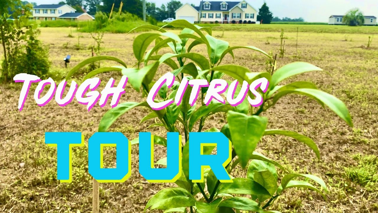💪🍊Tough Citrus Grove TOUR 4K🍋 40 RARE Citrus Trees In North Carolina pt ...