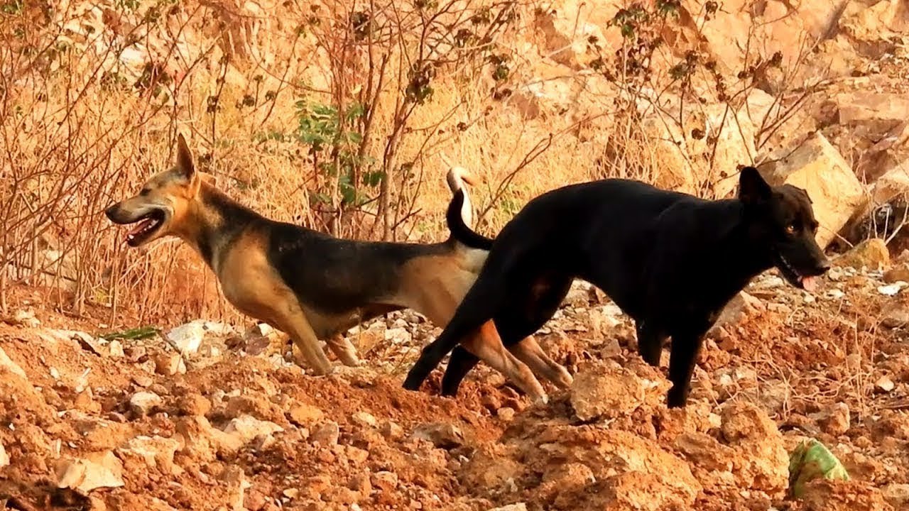 Awesome Rural Dogs !! Dog Meeting for the Summer Season in Village ...