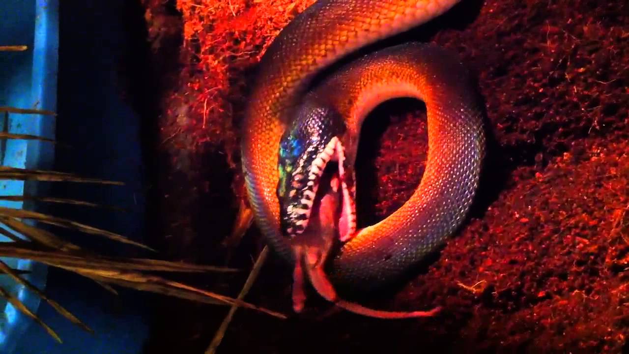 White lipped python feeding - YouTube