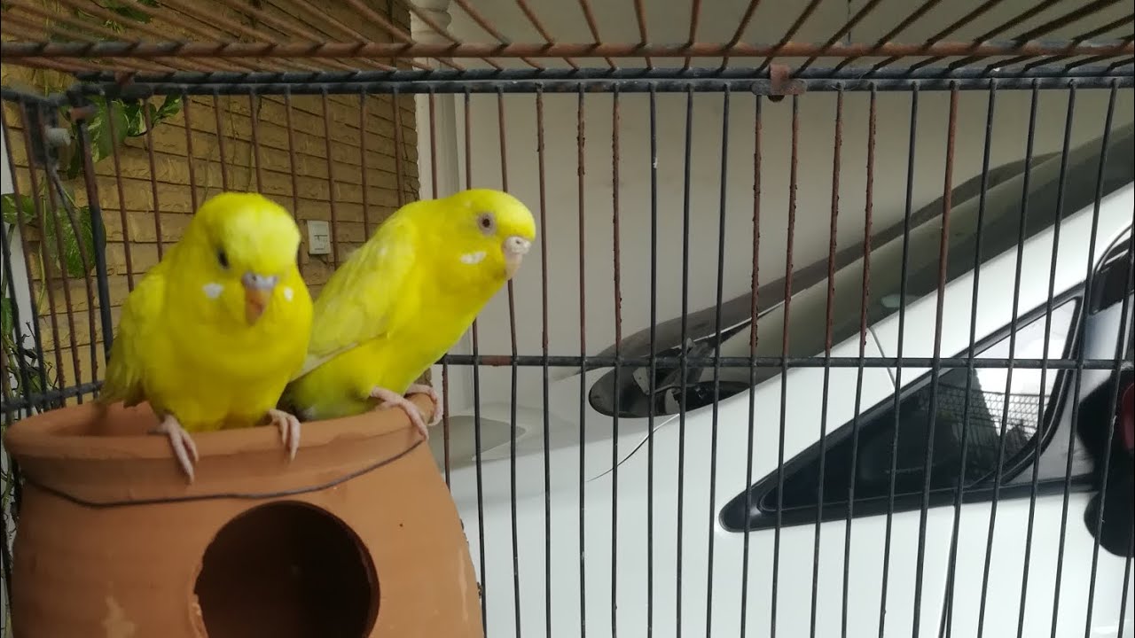 Tota _ parrot -toton- ki new videos - YouTube