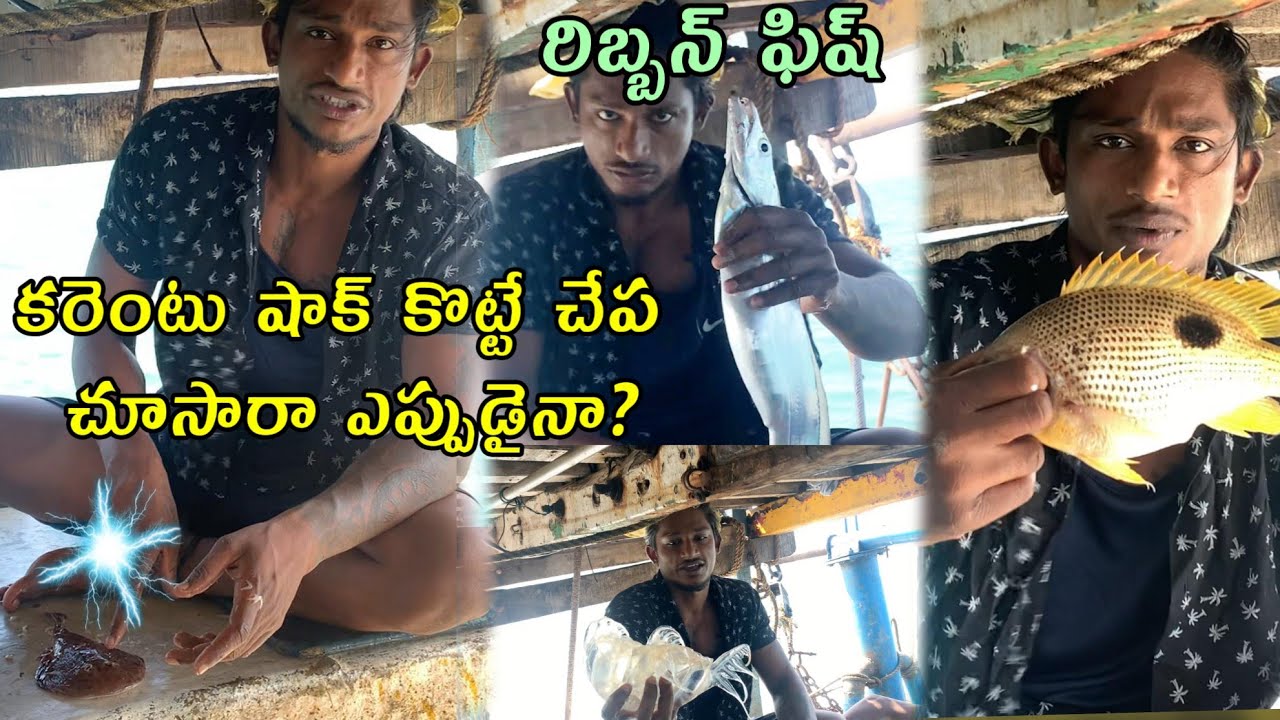 Local boi Nani | Current fish | Ribbon Fish | Lane Snapper Fish ...