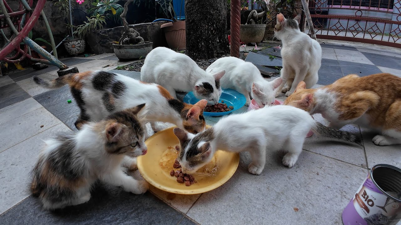 Having Lunch with Adorable Cats - YouTube