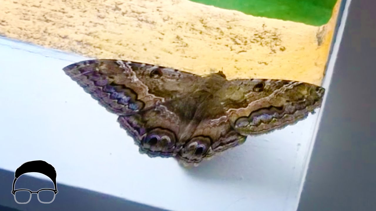 MARIPOSA MUTANTE!!! (09/09/14 - 1609) - YouTube