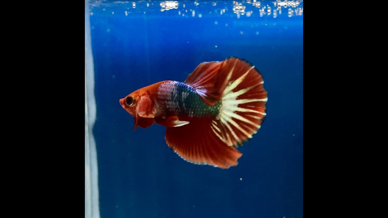 BETTA FCCP RED BASE STARTAIL - YouTube