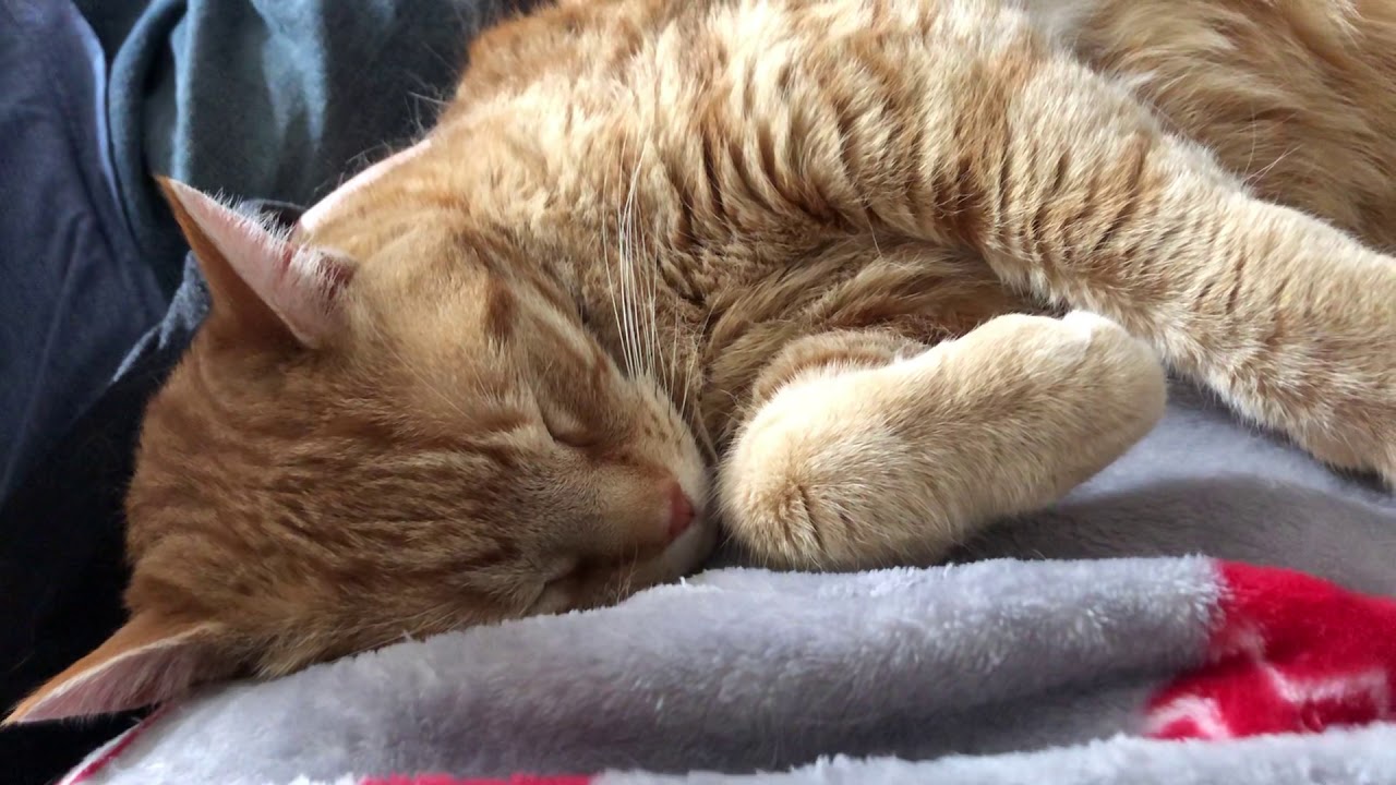 Snoring Kitty Youtube