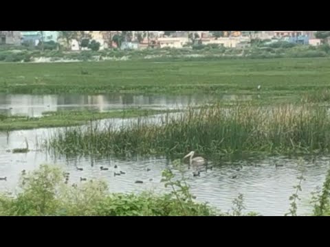 Beauty of Begur lake, Bangalore - YouTube