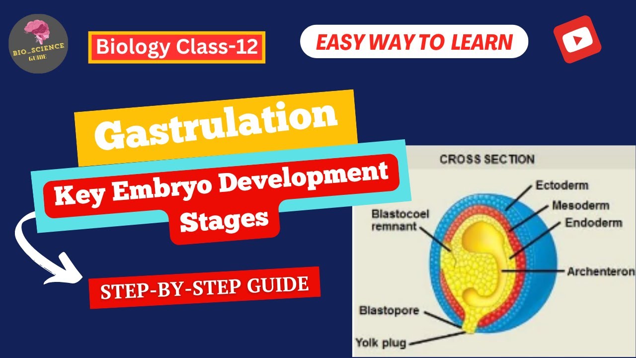 Gastrulation: Key Stages and Importance in Embryo Development| Bio ...