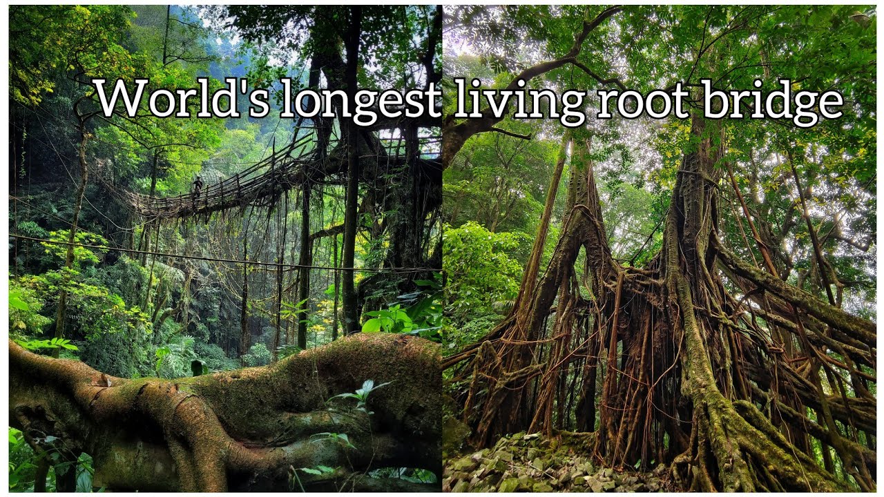 world's longest living root bridge, Mawkyrnot, Pynursla, Meghalaya ...