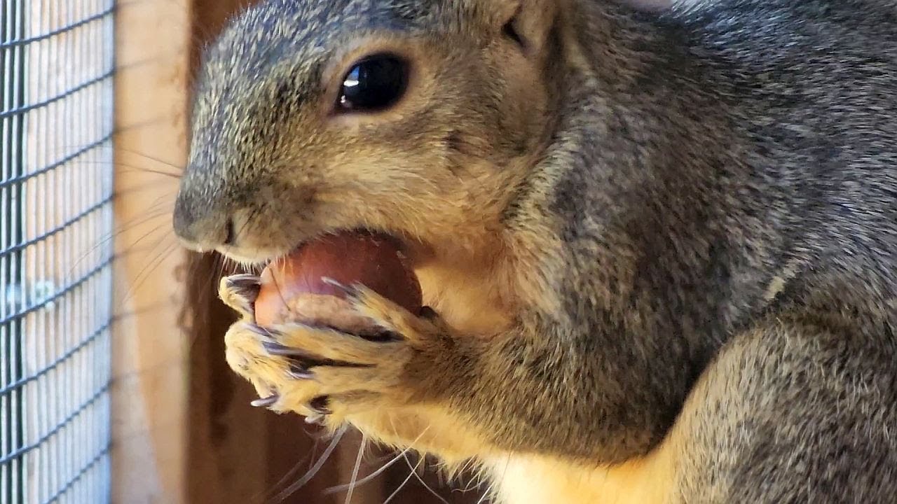 Young Rescue Squirrel Eats Hazelnut While His Sister Watches - YouTube