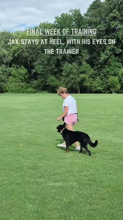 From Reactive to Remarkable: Jax’s Advanced Obedience Training Transformation 🐾 - YouTube