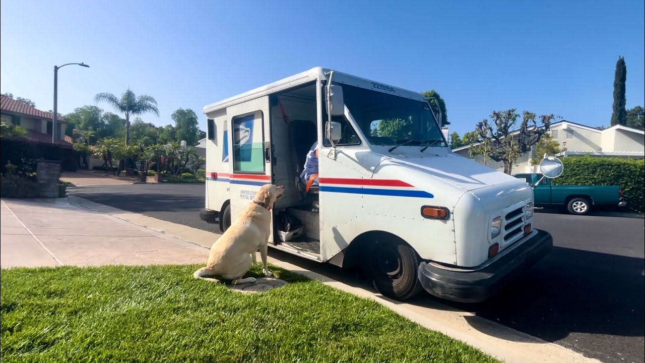 Dog Patiently Waiting To Receive Package From Mail Carrier - YouTube