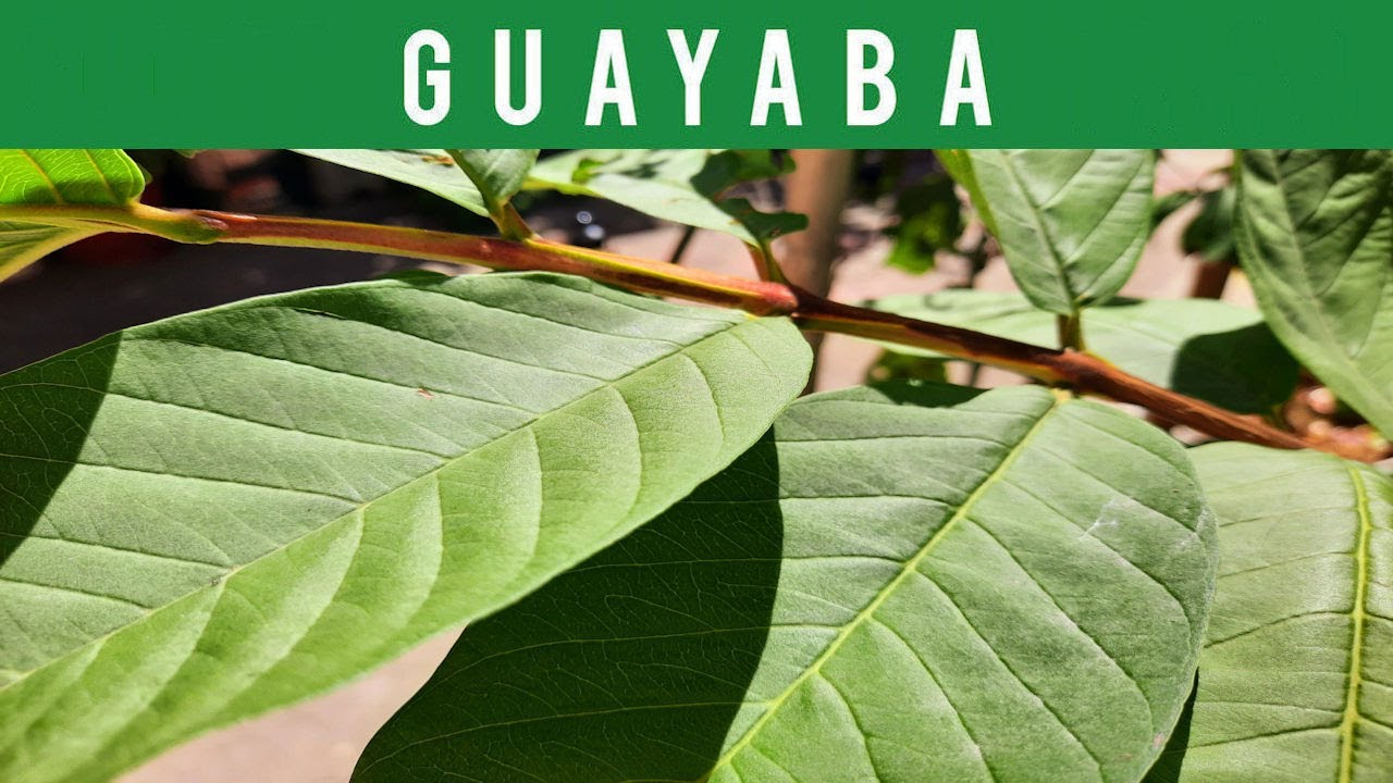 🔴GUAYABA de PULPA BLANCA-ÁRBOLES FRUTALES TROPICALES (GOIABA, GUAIAVA ...