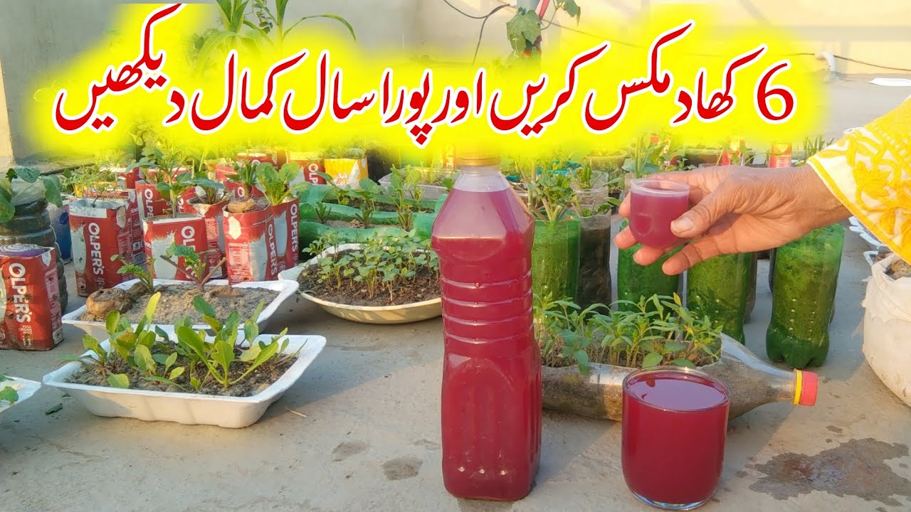 6 Mix Liquid Fertilizer For Your Plants | Safia Home Garden - YouTube