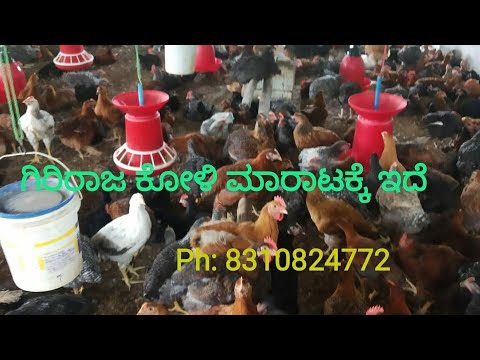 Nati koli (Giriraja) for Sale Ph: 8310824772 - YouTube