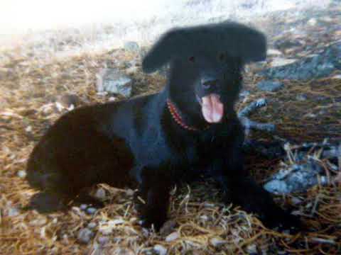 Luke Bryan - Little Boys Grow Up and Dogs Get Old - YouTube