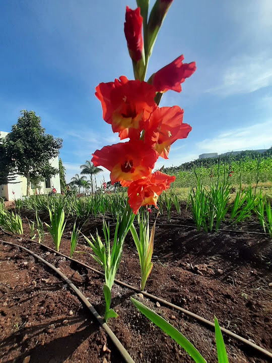 GLADIOLUS VARIETY IIHR-Arka Amar.#horticulture#flowers#floriculture ...