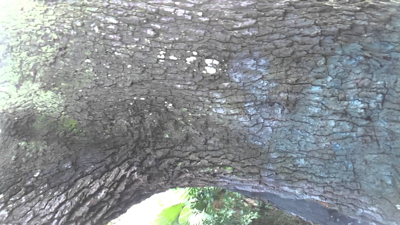 Devil's Tree port st lucie 2013 - YouTube