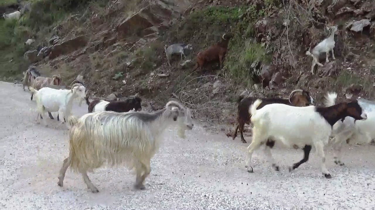 Χαλίκι Ασπροποτάμου Σάββατο 23 Σεπτεμβρίου 2023 - YouTube