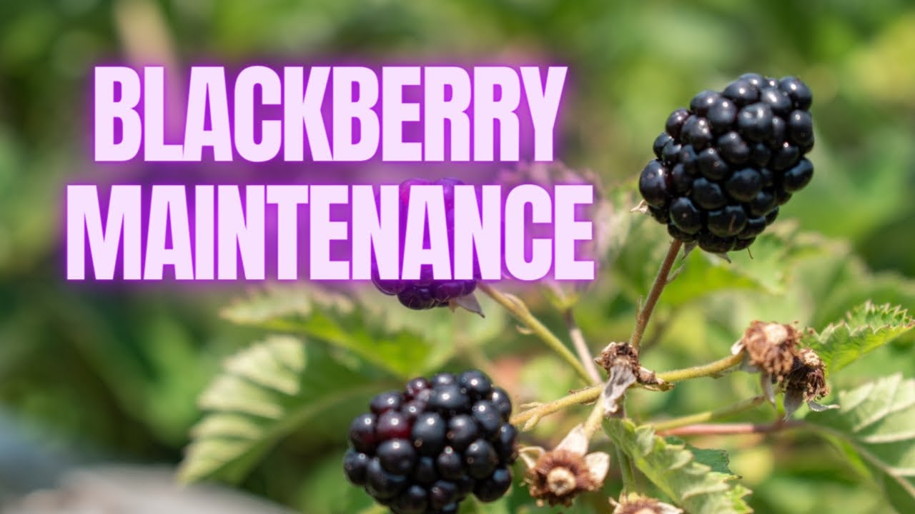 Prime-Ark® Freedom Blackberry: Trimming and Maintenance for Better ...