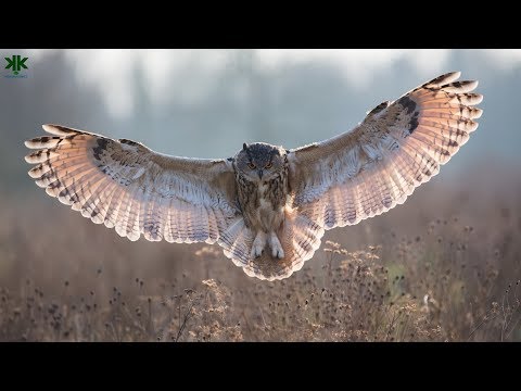 Baykuşlar nasıl çok sessiz uçar?