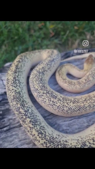 Marble children's Python #2 Please LIKE SHARE SUBSCRIBE for more ...