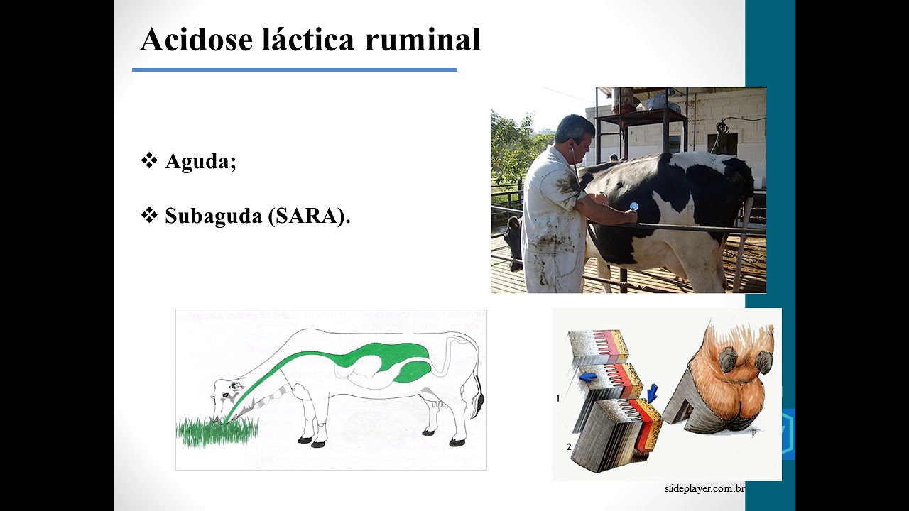 Acidose Láctica Ruminal | Enfermidades Digestivas dos Ruminantes ...