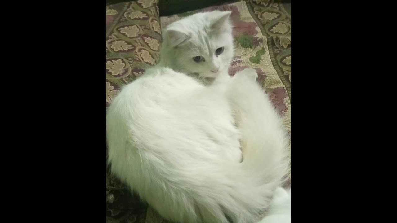 small cat funny moment |Small Cut Fune Moment - YouTube