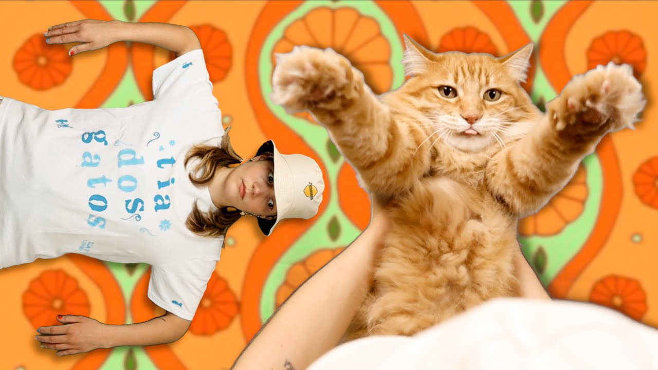 A MÚsica Da Tia Dos Gatos Youtube