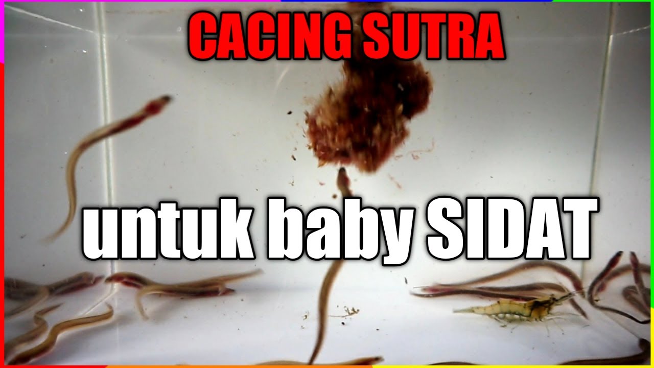 CACING SUTRA UNTUK BABY SIDAT - YouTube
