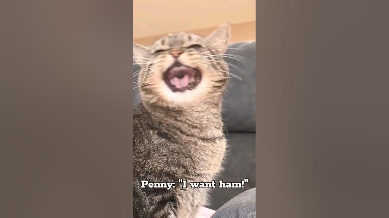 Penny Needs Her Therapypennythecat Talkingcat Youtube
