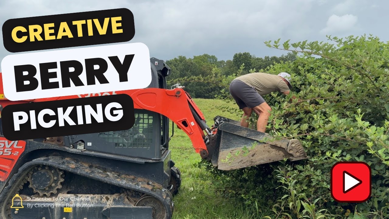 Tomato Harvest & Stormy Blackberry Picking with Skid Loader | Midwest ...