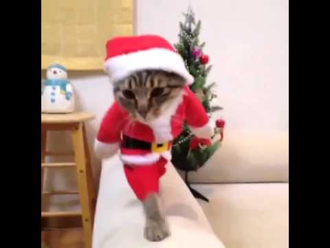 CATTTT - YouTube