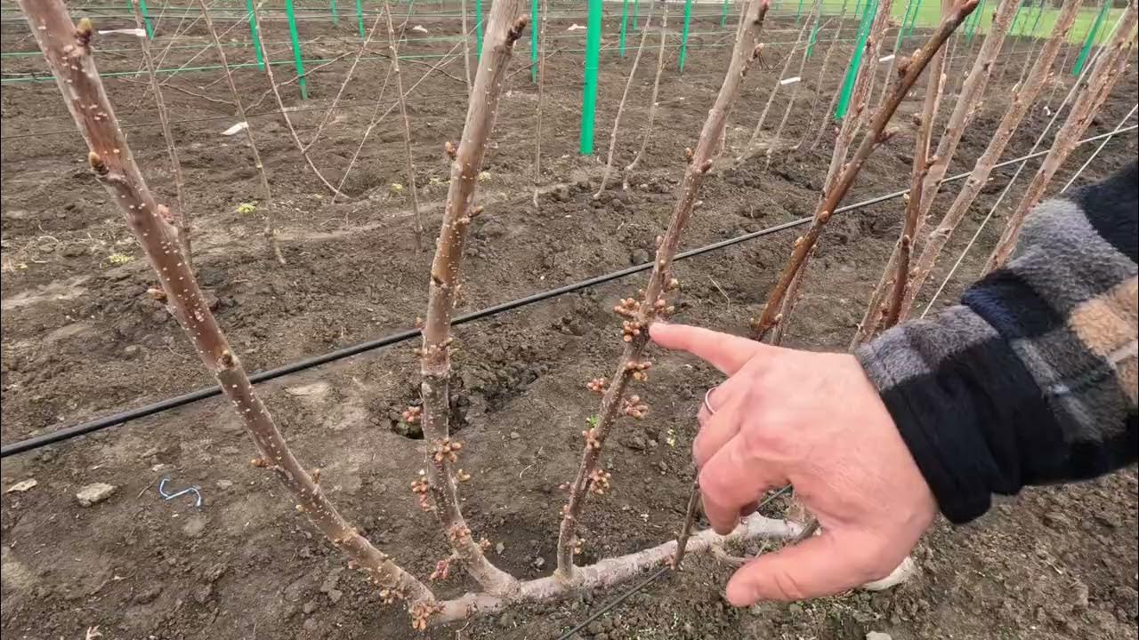 Формирование Черешни сорта «стаккато» по системе UFO - YouTube