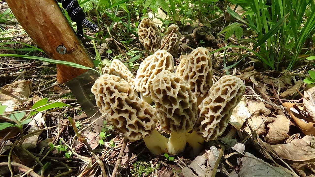 Morel Mushroom Hunting - Primitive STONE Fried Morel Burgers!! - YouTube