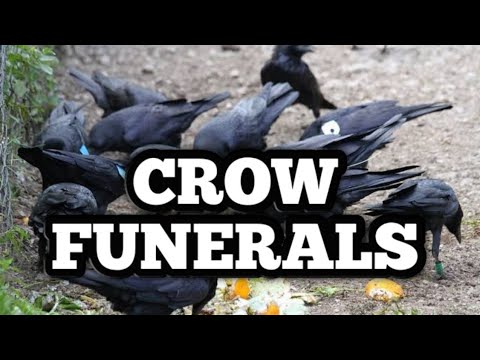 Crow Funerals Exploring Mourning Behavior in Birds - YouTube