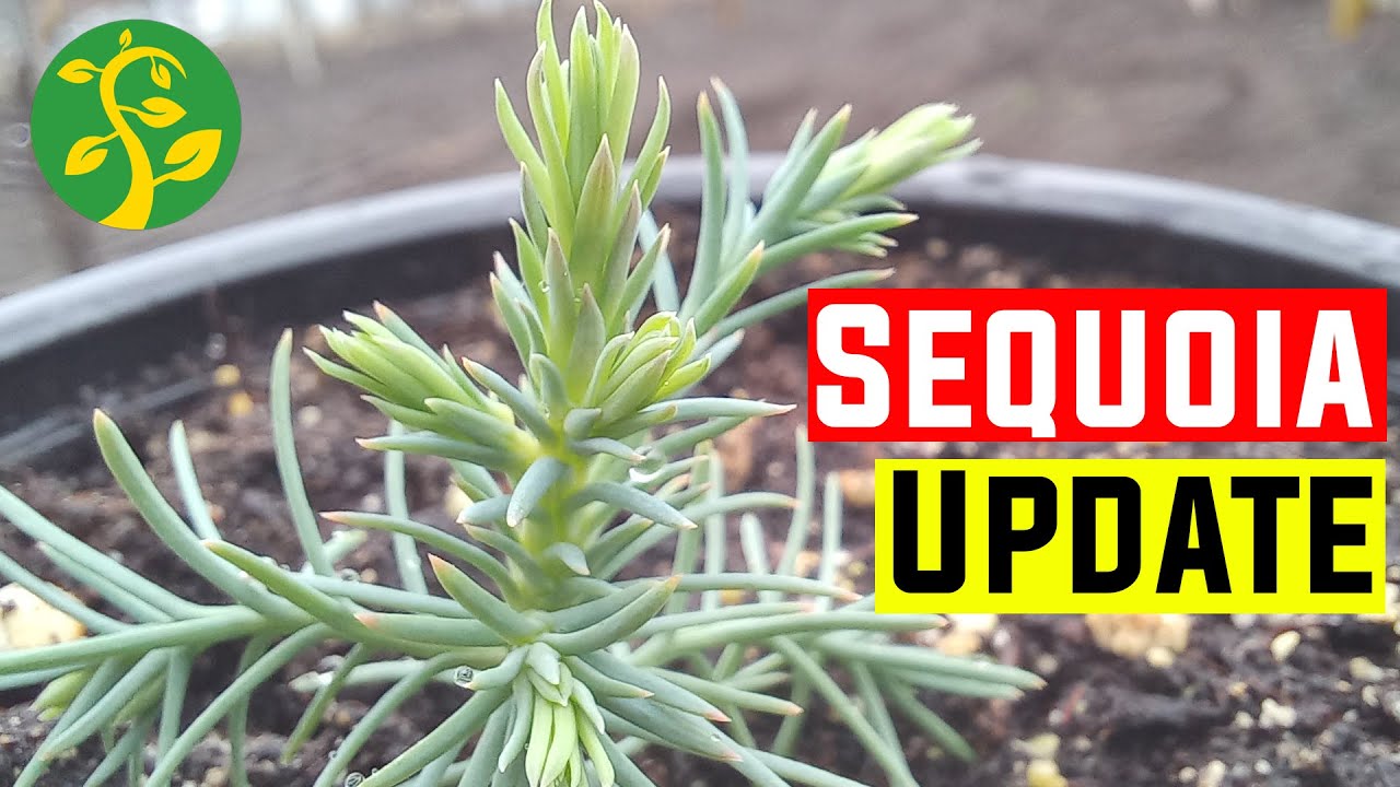 Update on my Sequoia tree seedlings in spring time . Episode 6 - YouTube